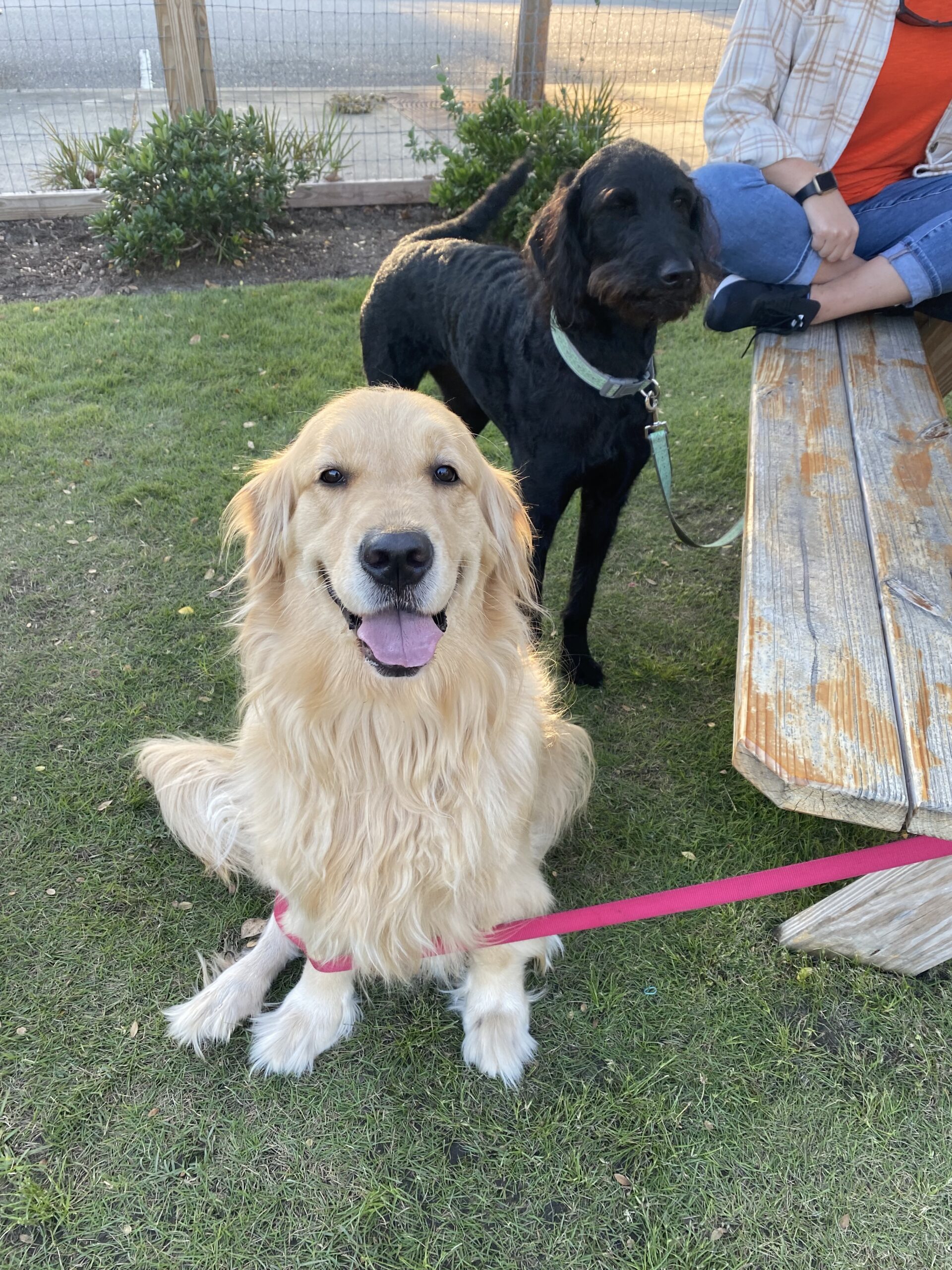The Most Fun Dog Friendly Restaurants In Myrtle Beach the-most-fun-dog-friendly-restaurants-in-myrtle-beach